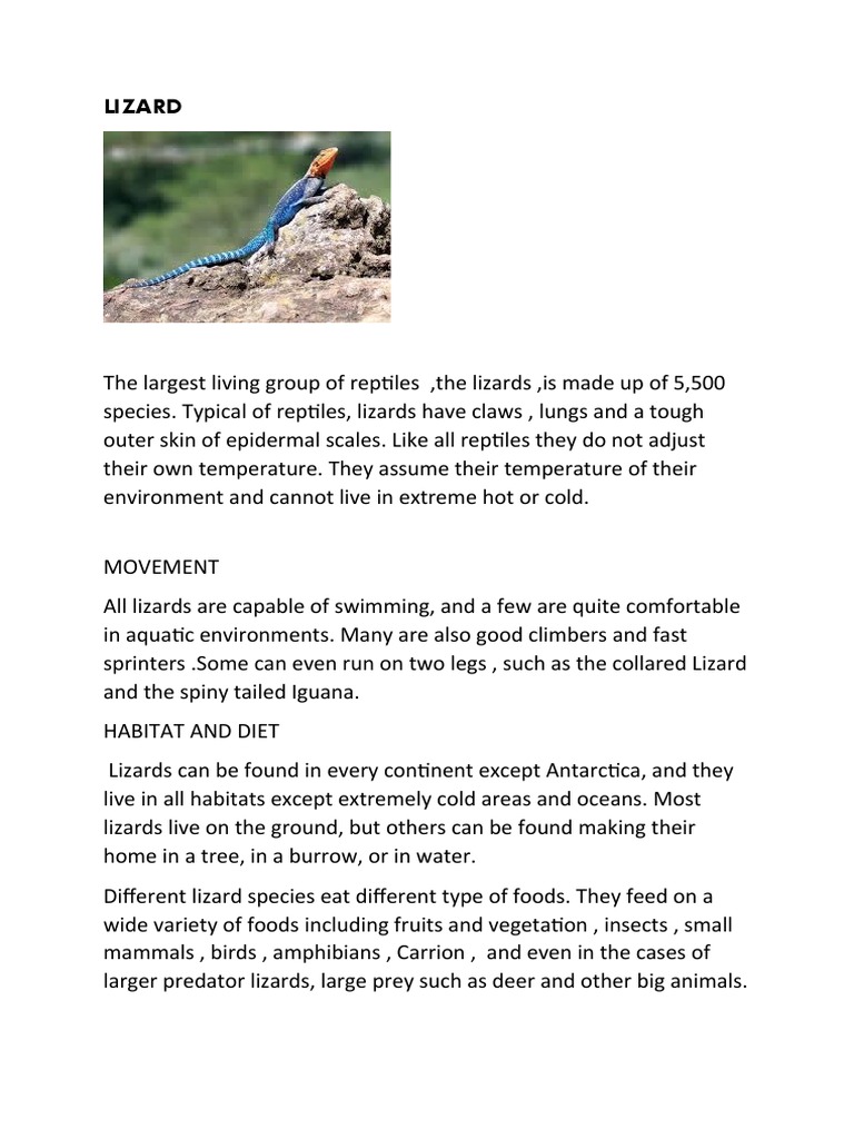 LIZARD | PDF