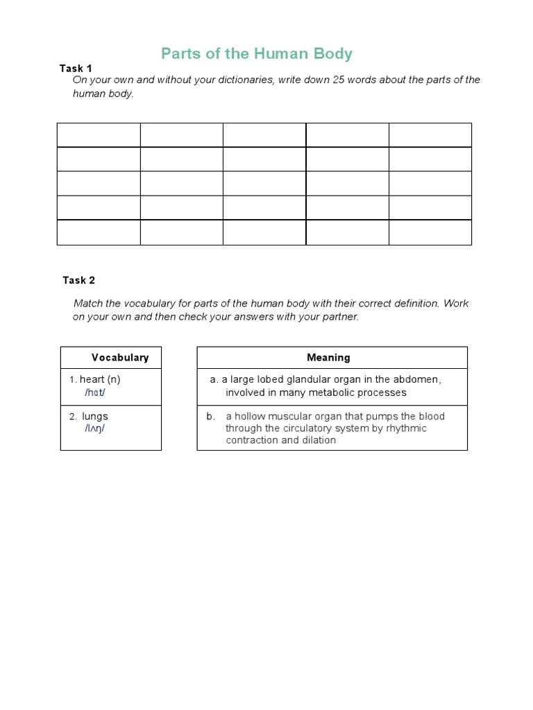 Parts of The Human Body | PDF | Abdomen | Human Body