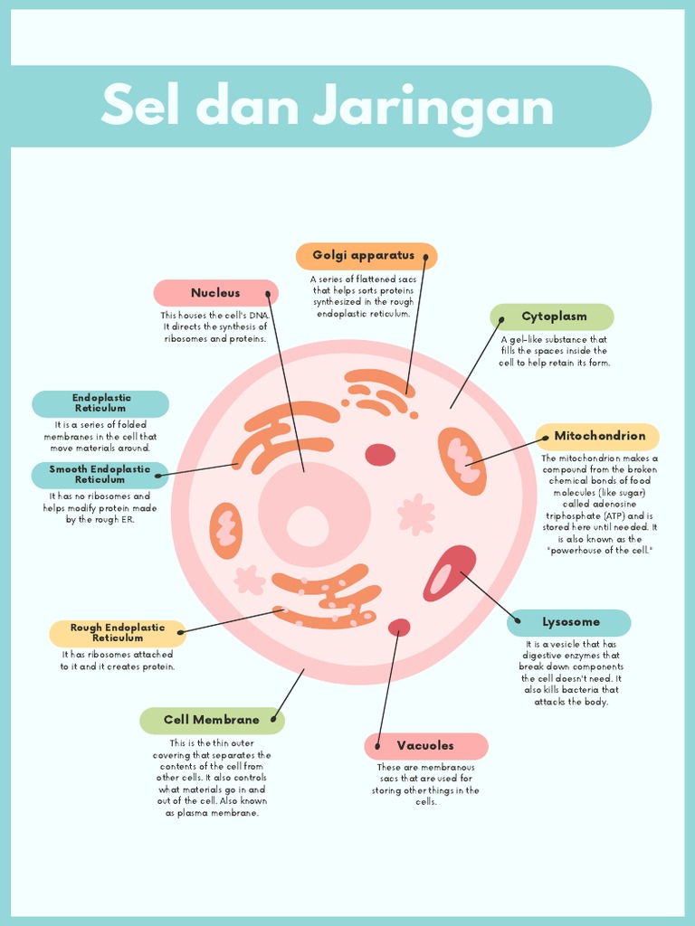 Sel Dan Jaringan | PDF | Endoplasmic Reticulum | Cell (Biology)