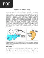 Arcos Branquiales en Embriología Humana | PDF | Anatomía humana ...