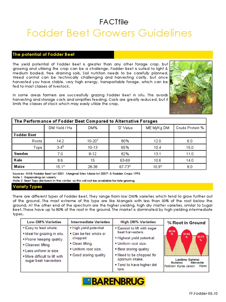 Fodder Beet Growers Guidelines: Factfile | PDF | Fertilizer | Sugar Beet