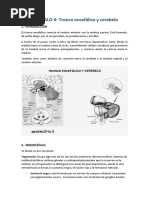 Anatomía del Tectum y Tegmentum | PDF | Anatomía | Cerebro