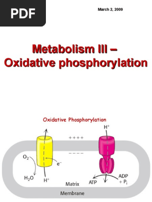 Mastering Biology Oxidative Phosphorylation Concept Map