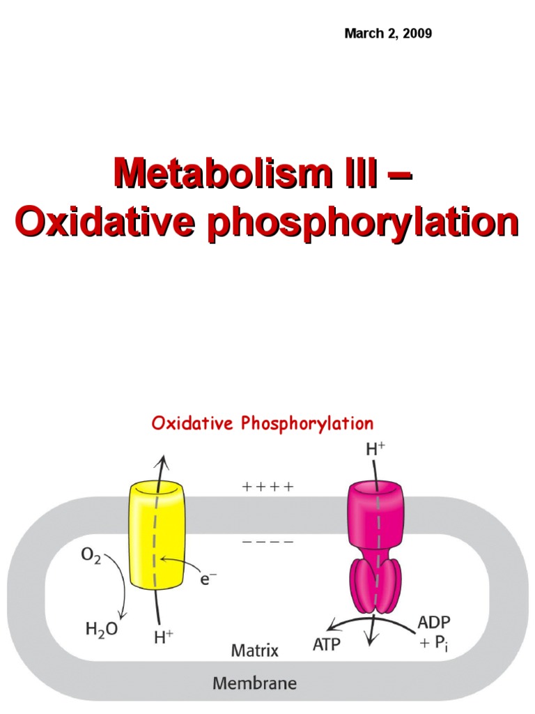 Lecture 3 Oxidative Phosphorylation Metabolism III | Cellular ...