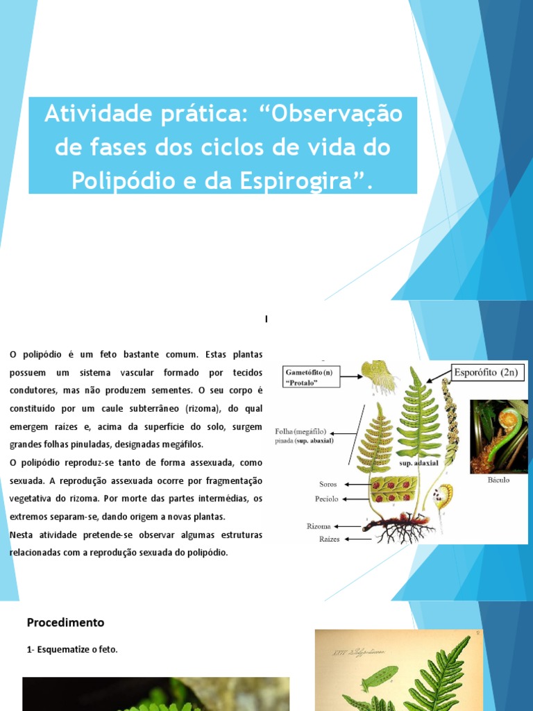 E@D - Ciclos de Vida Do Polipódio e Da Espirogira | PDF | Meiose | Ploidia