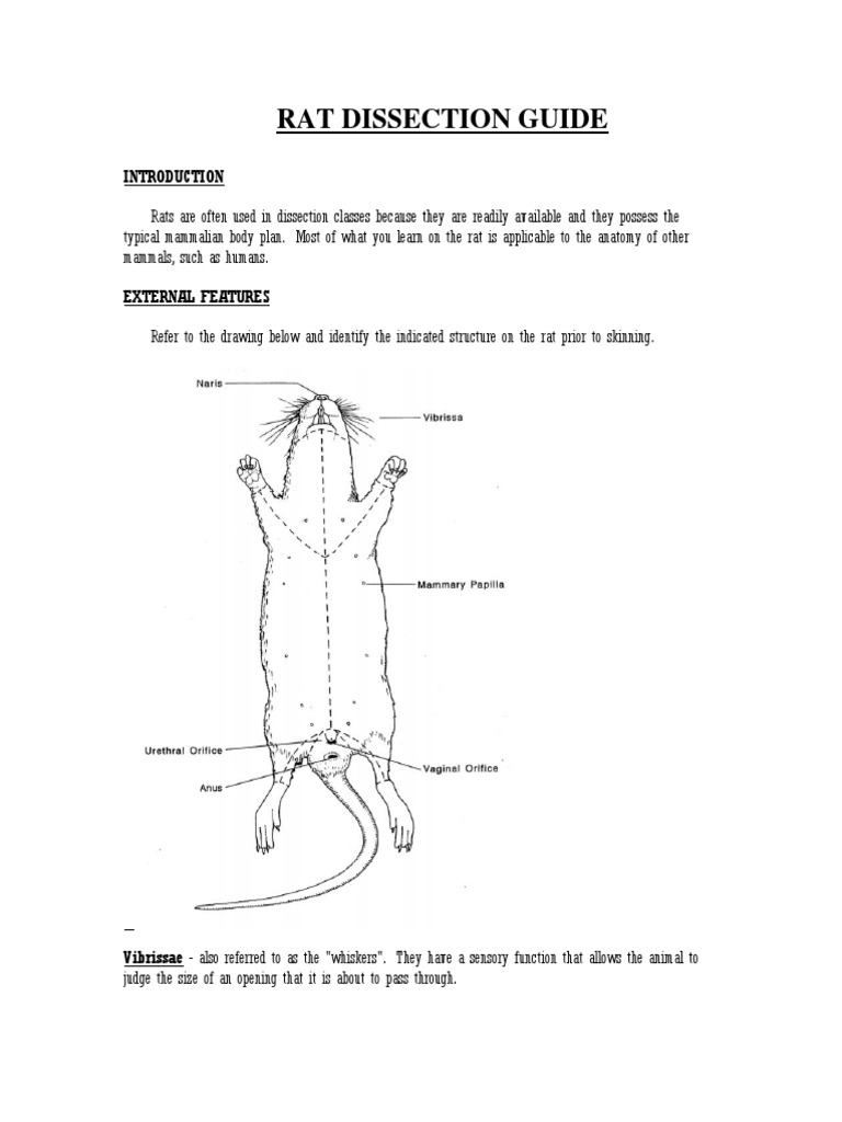 Uace Biology Rat Dissection Guide | PDF | Arm | Human Leg