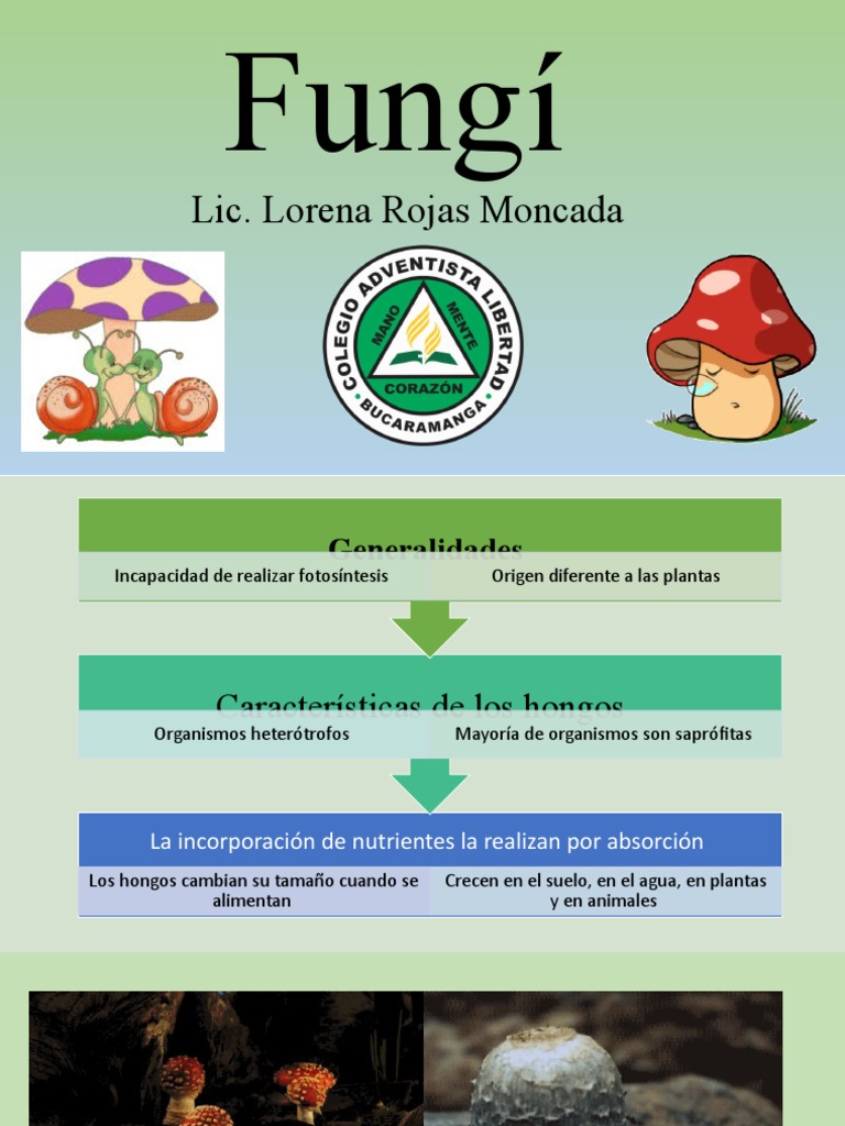 Fungi: Characteristics, Roles, and Classifications | PDF | Hongo | Plantas