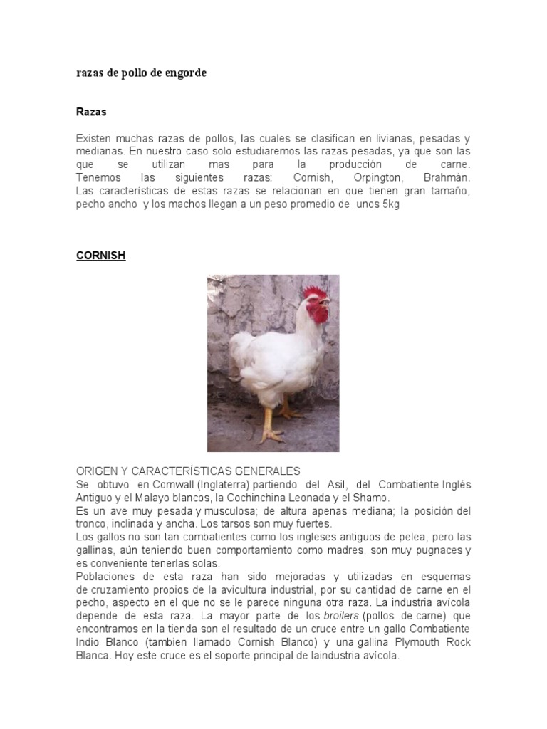 Razas de Pollo de Engorde | PDF | Haba de soja | Alimentos