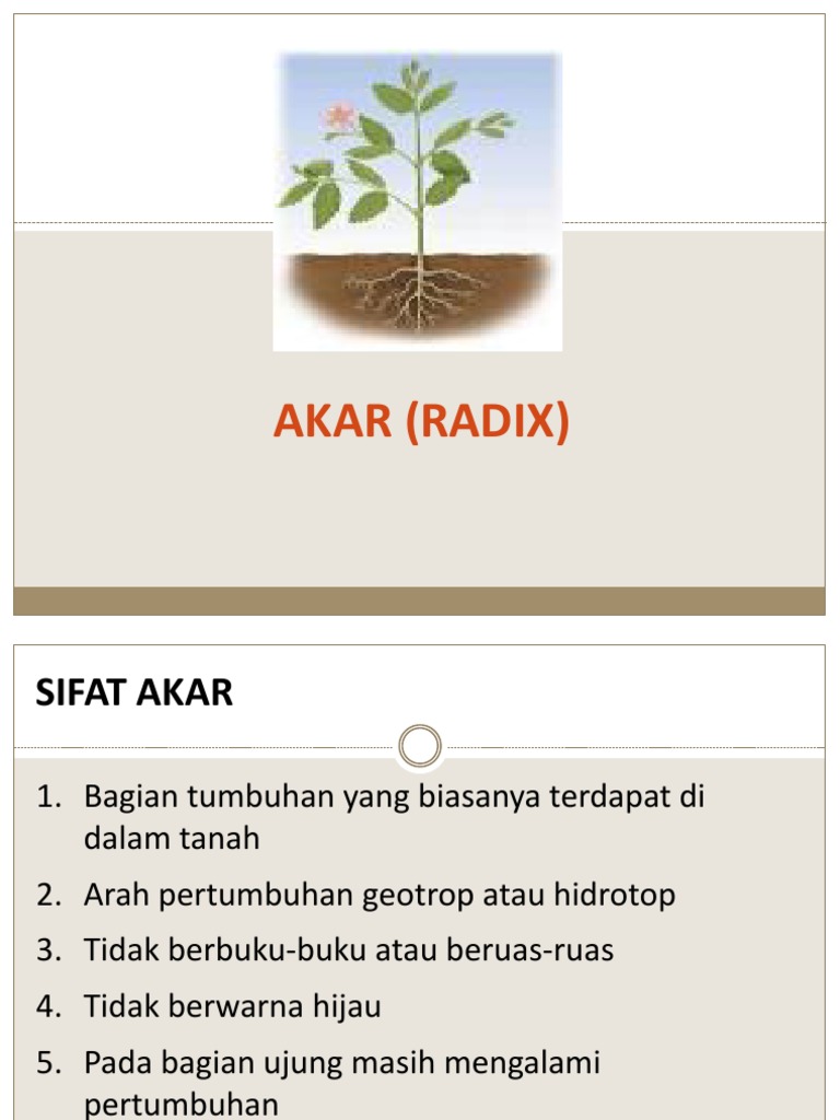 Akar (Radix) 2019 | PDF