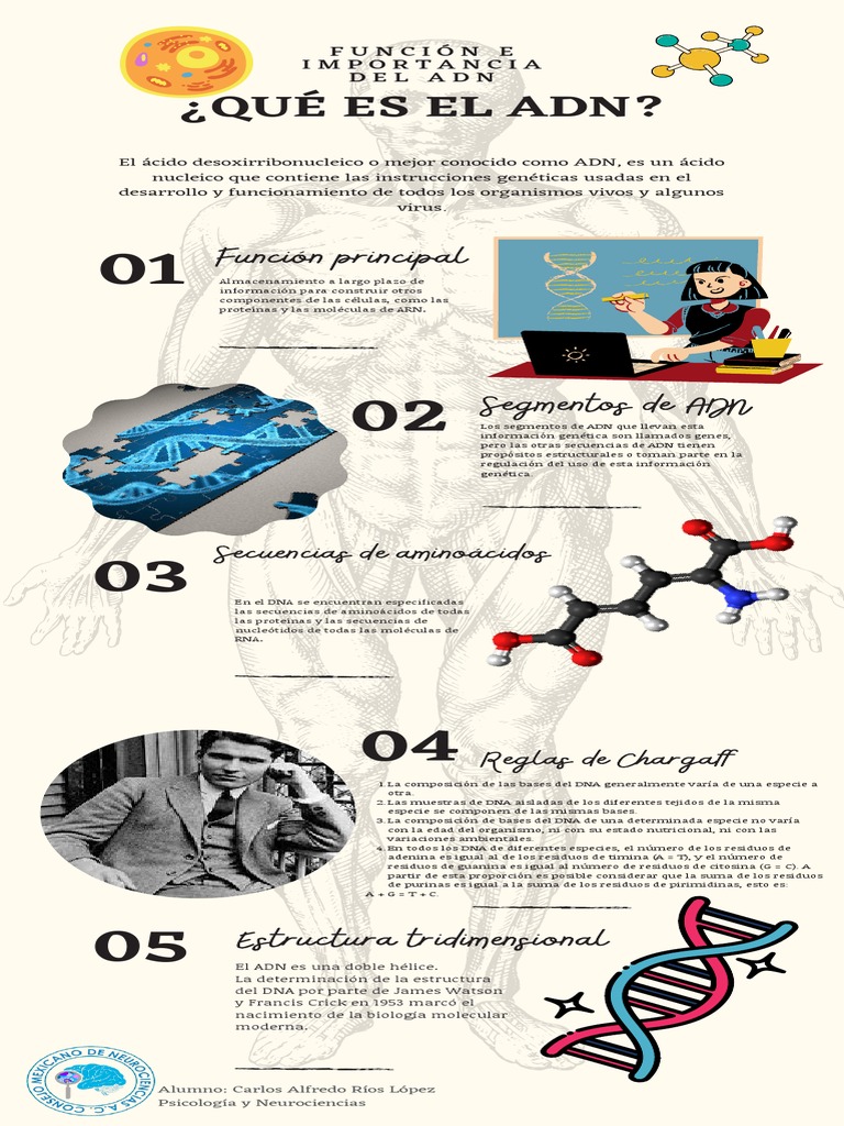 Función e Importancia Del ADN | PDF | Adn | Genética
