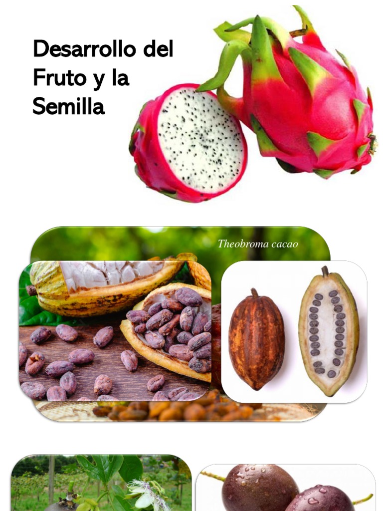 Clase - 10 - Semilla y Fruto | PDF | Fruta | Germinación