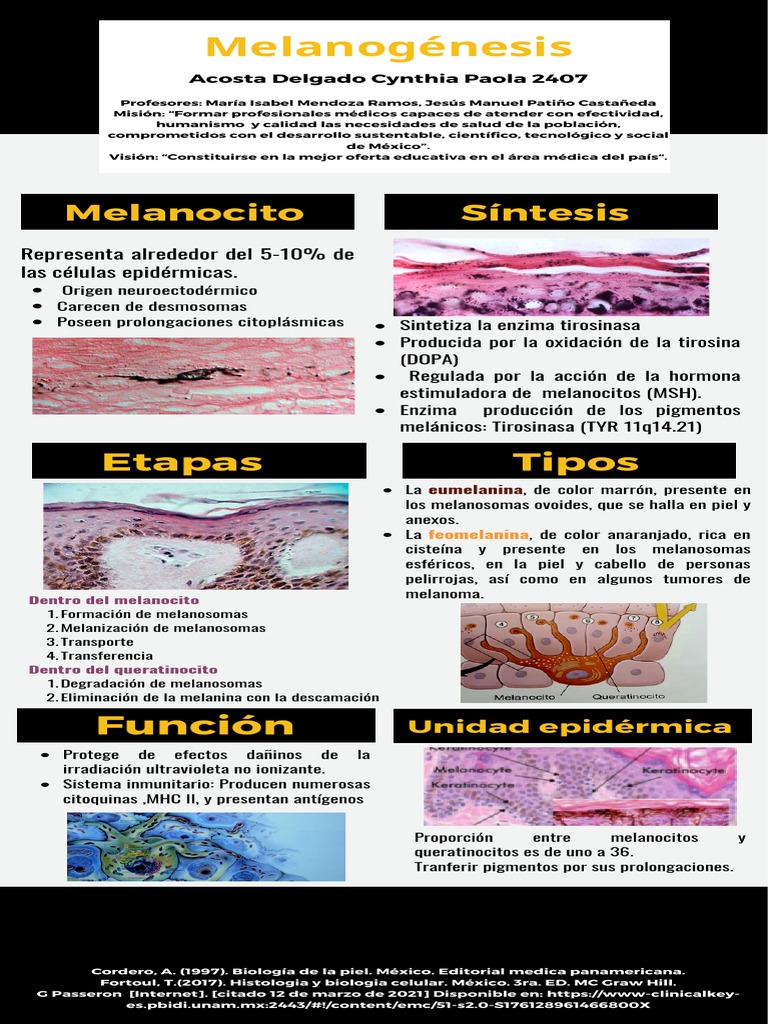 Melanogénesis | PDF | Piel | Biología Celular
