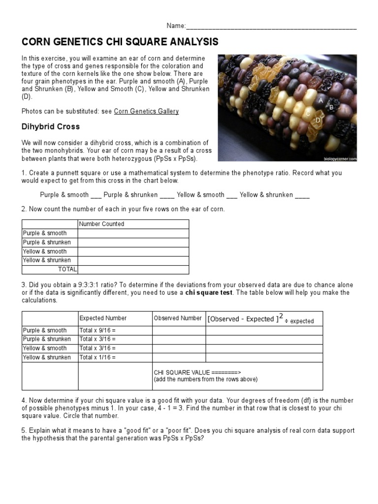 Corn Genetics and Chi Square Analysis | PDF | Statistics | Biology