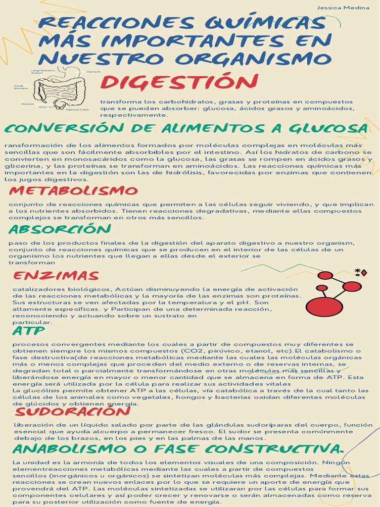 Infografia 2 | PDF | Digestión | Metabolismo