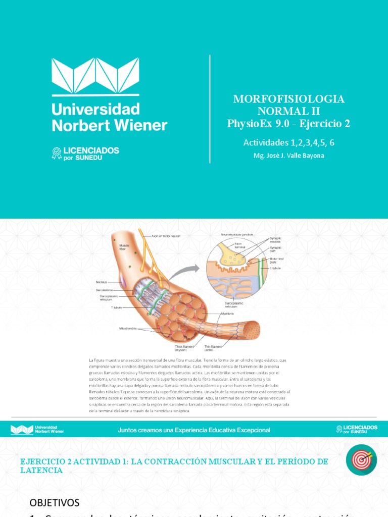 PhysioEx 2 Act 1-2-3-4-5-6 | PDF | Músculo | Contracción muscular