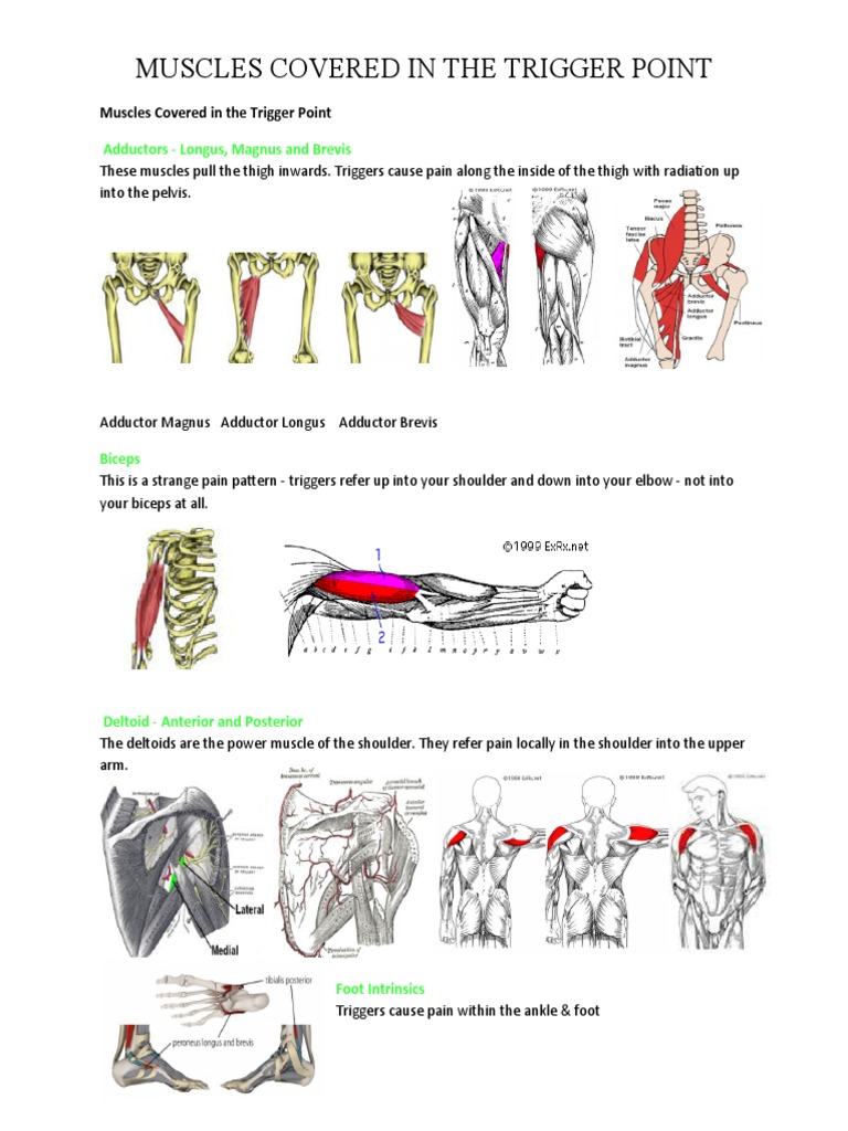 Muscles Covered in The Trigger Point Charts | PDF | Anatomical Terms Of ...