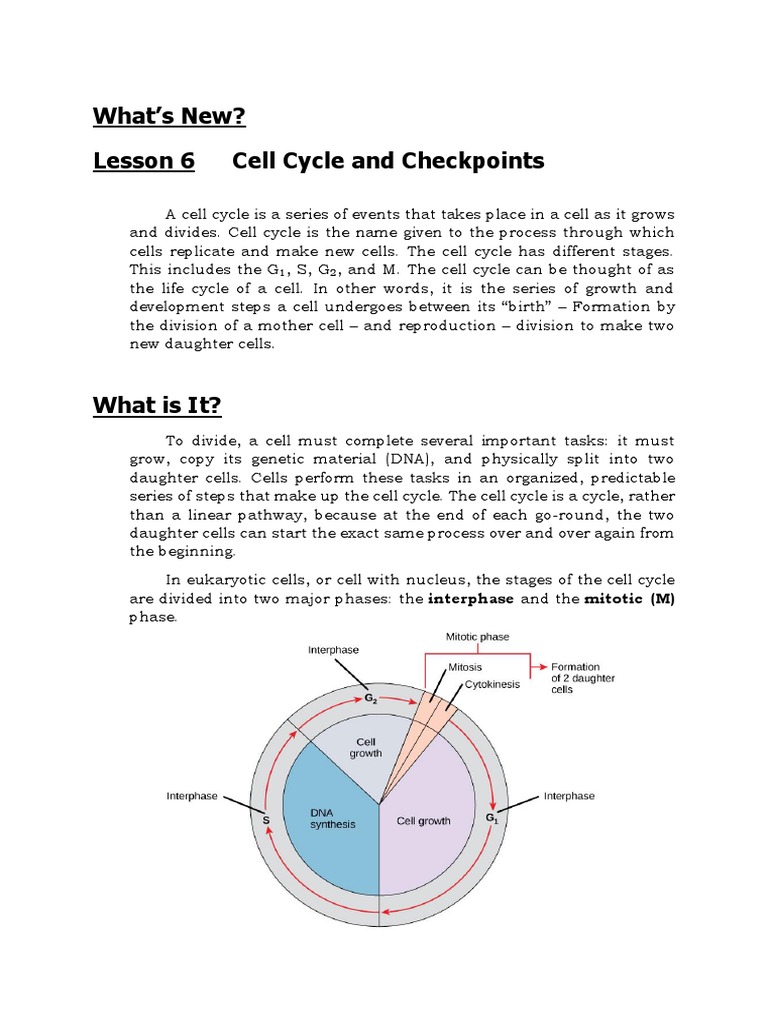 Lesson 6 - Cell Cycle and Checkpoints | PDF | Mitosis | Cell Cycle