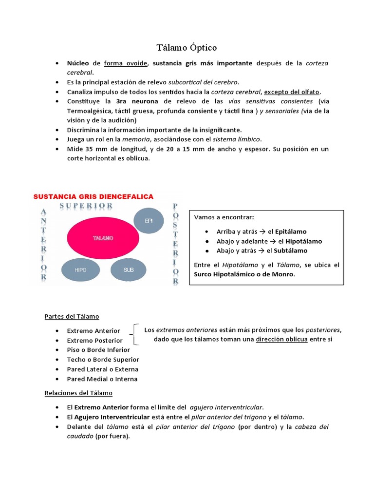 Tálamo Óptico Resumen Del Libro Garcia Porrero | PDF | Tálamo | Cerebro