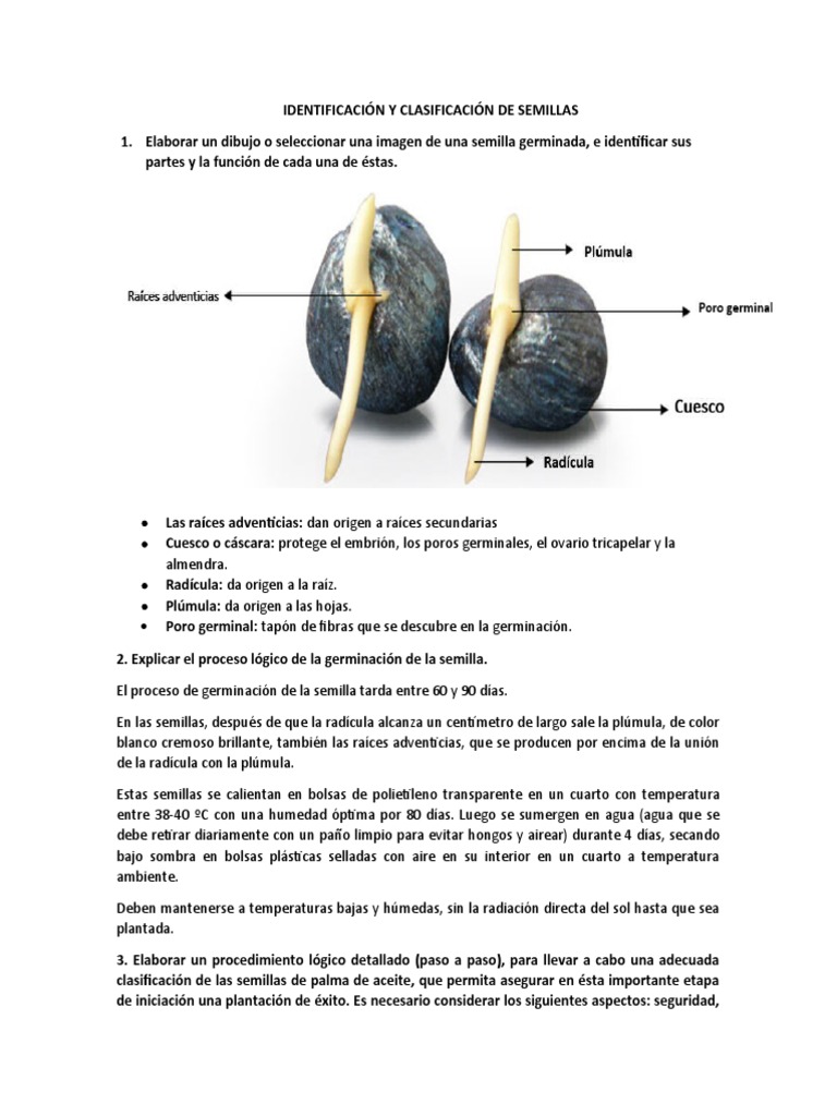 Identificación y Clasificación de Las Semillas | PDF | Germinación | Raíz