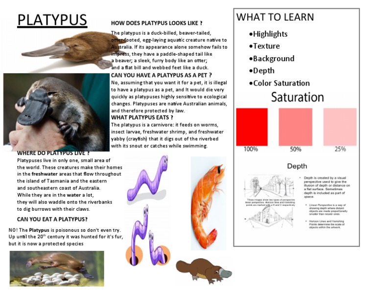 Platypus How Does Platypus Looks Like | PDF | Zoology