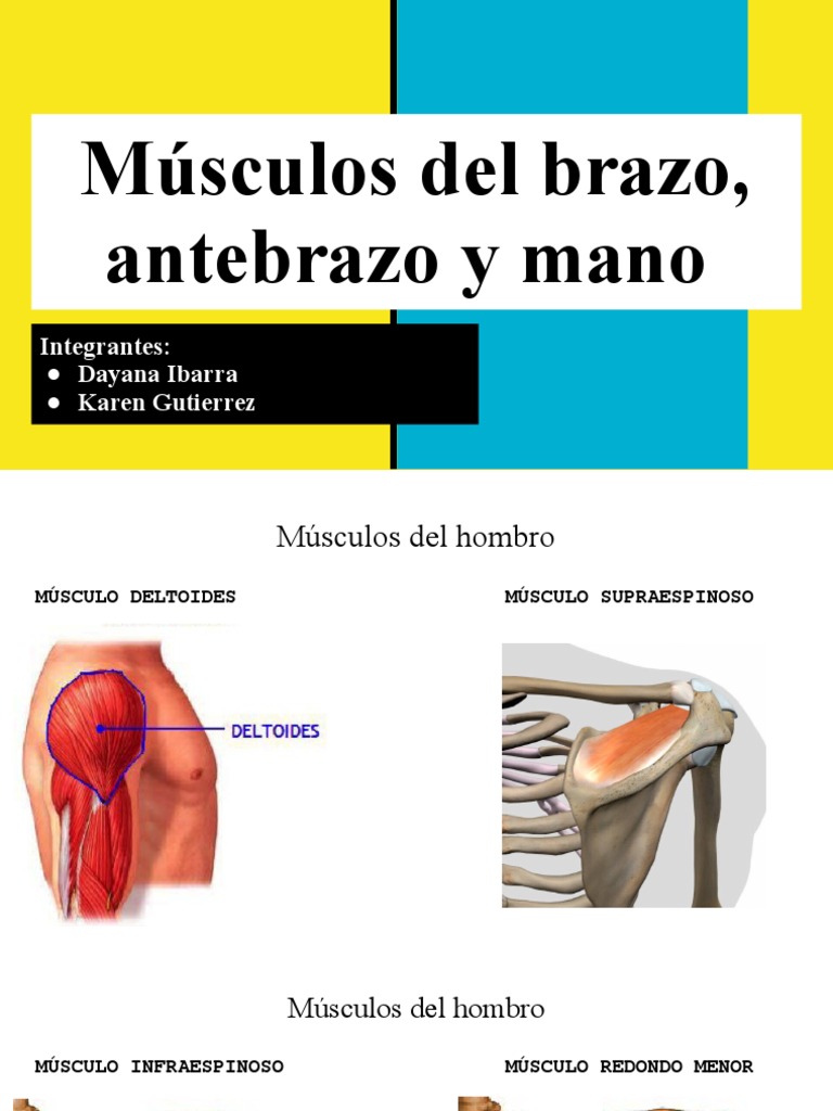 Musculos Del Brazo, Antebrazo y Mano | Descargar gratis PDF | Mano ...