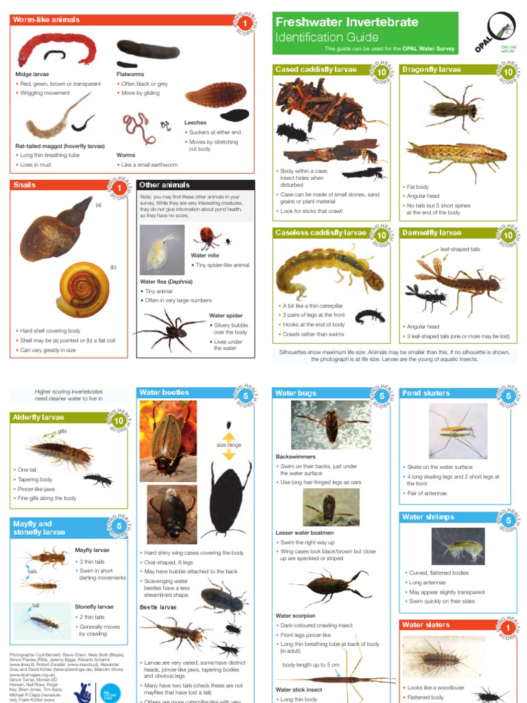Identification Guide: Freshwater Invertebrate | PDF | Zoology | Insects