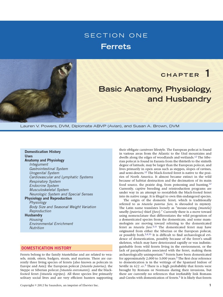 Ferrets: Basic Anatomy, Physiology, and Husbandry | PDF