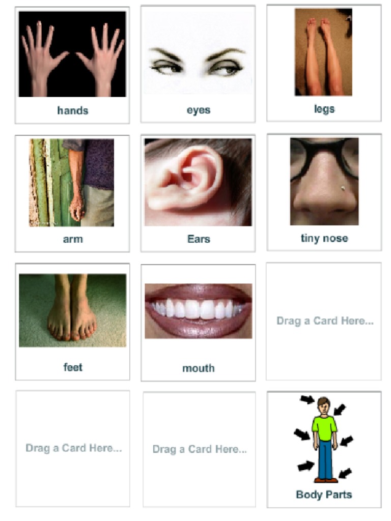 Partile Corpului | PDF