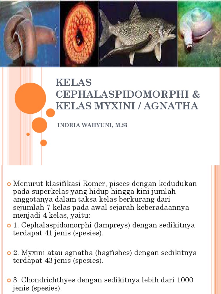Kelas Cephalaspidomorphi & Kelas Myxini 1 | PDF