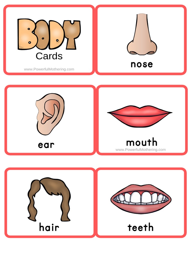 Body Part Cards 1 | PDF | Language Arts & Discipline | Wellness