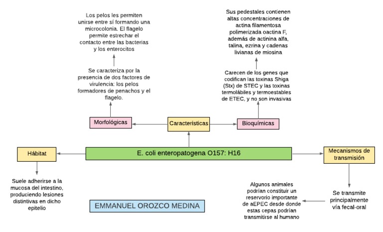 Emmanuel - Mapa Conceptual (E. Coli) | PDF | Escherichia coli ...