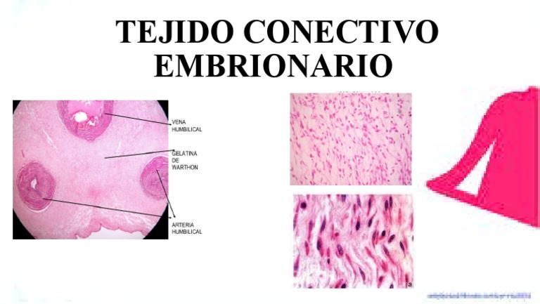 Tejido Conectivo Embrionario | PDF