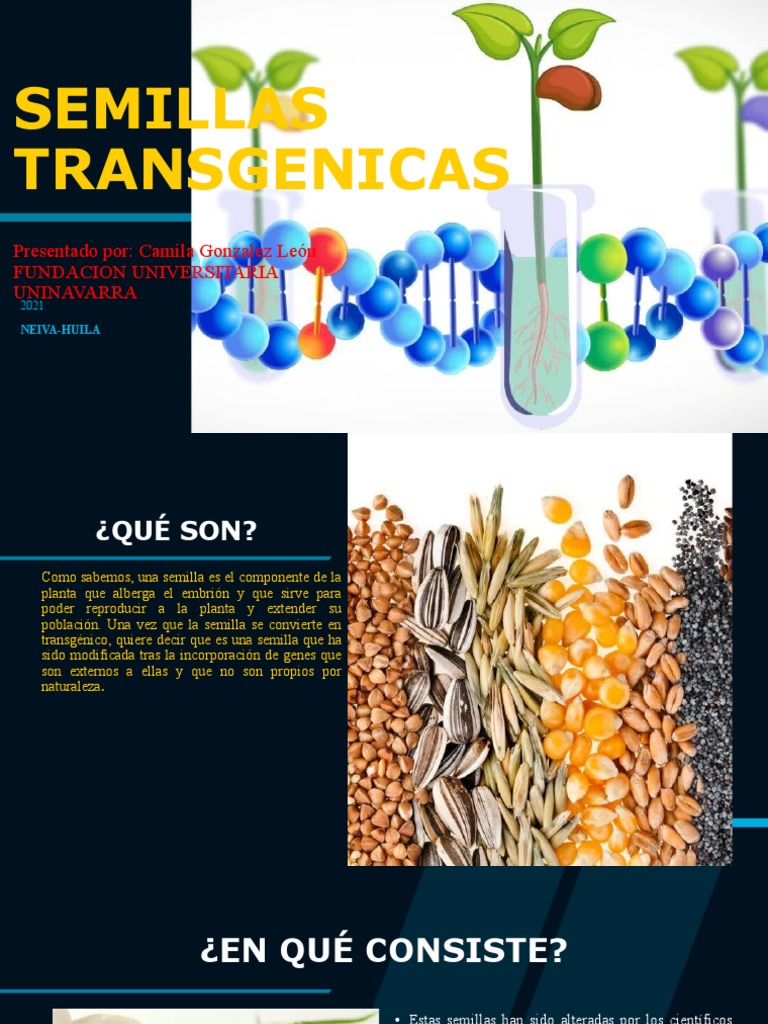 Semillas Transgenicas | PDF | Organismo genéticamente modificado ...