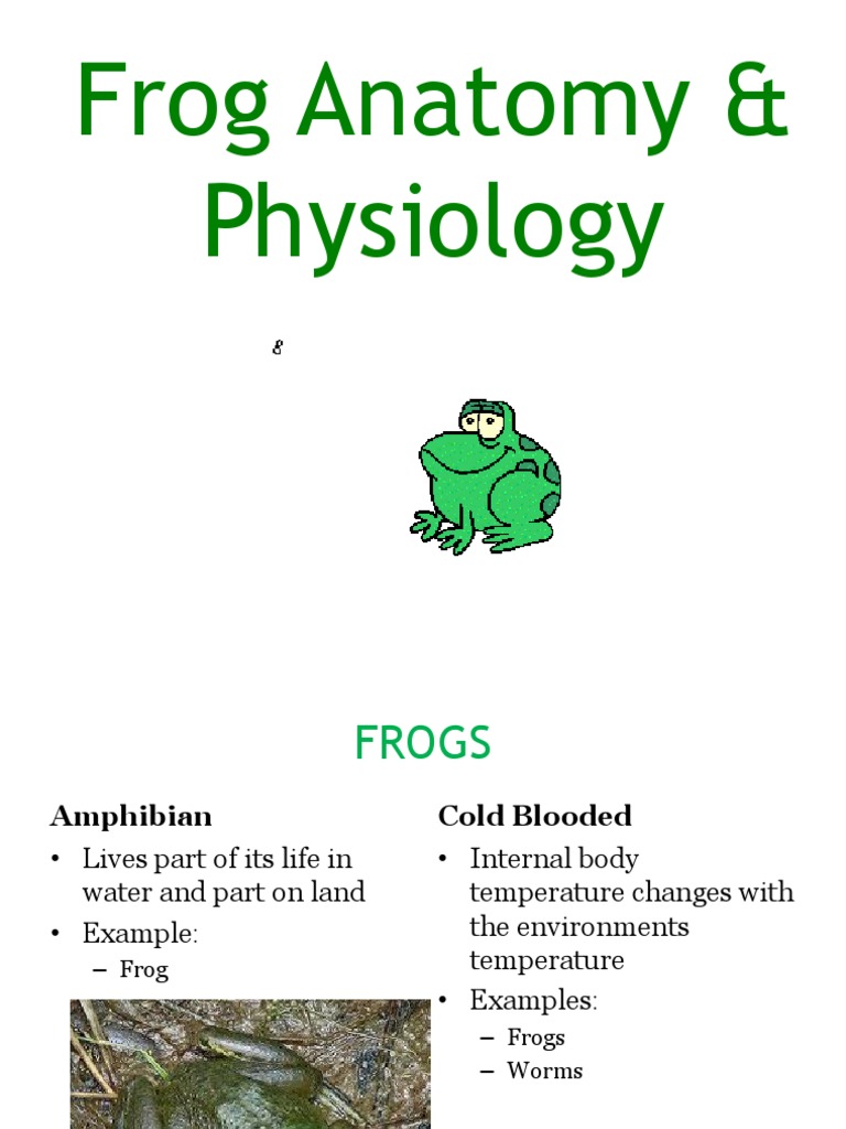 Frog Anatomy and Body Systems Overview | PDF | Human Digestive System ...