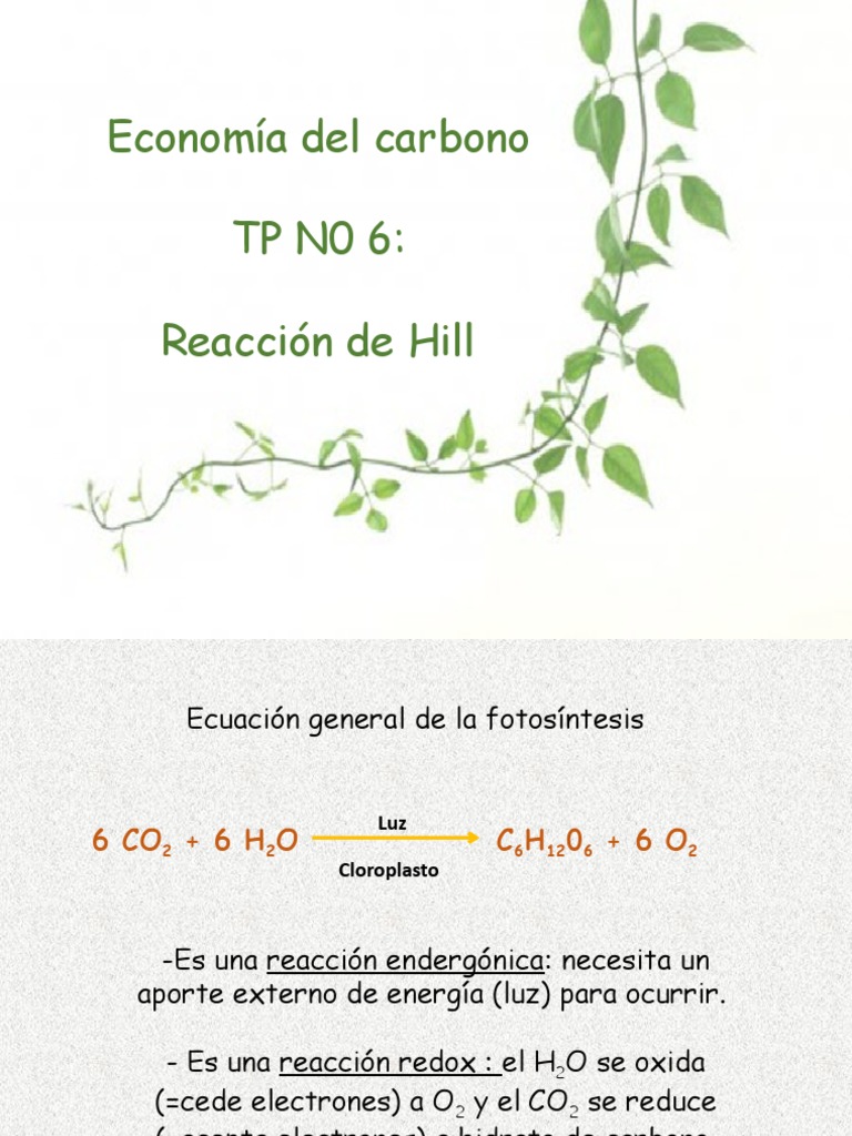 TP Reaccion de Hill 2021 | PDF | Fotosíntesis | Biología
