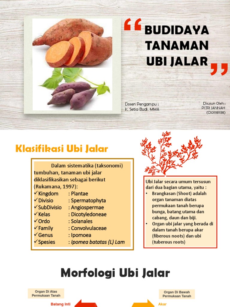 Tentang Ubi Jalar | PDF