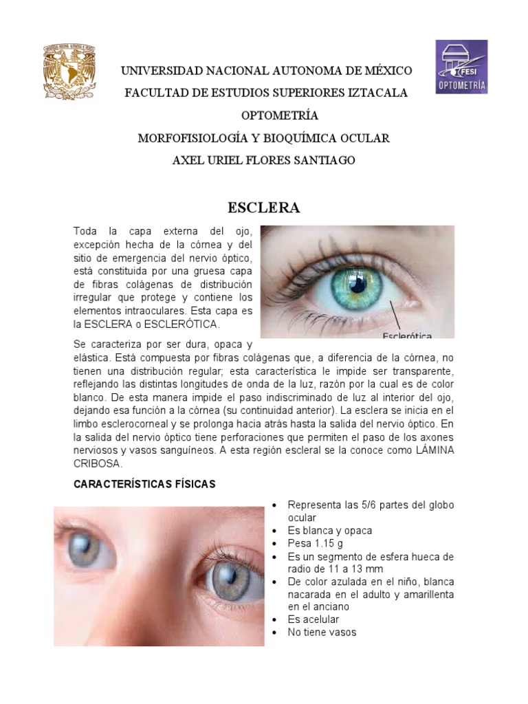 Esclera | PDF | Ojo humano | Sistema visual