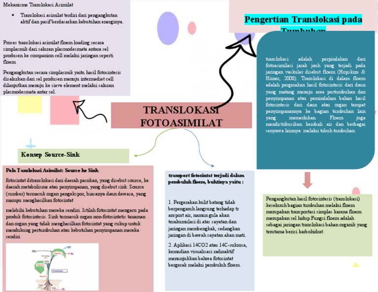 Translokasi Fotoasimilat: Pengertian Translokasi Pada Tumbuhan | PDF ...