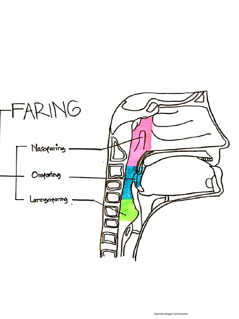 Anatomi Faring | PDF