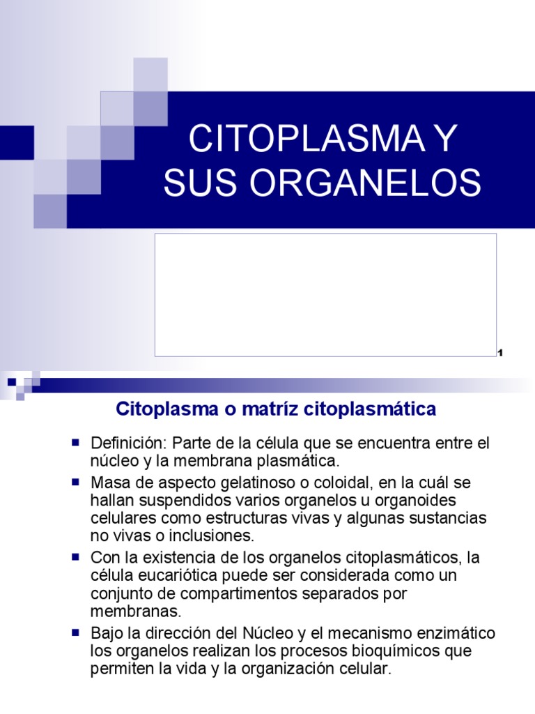 Estructura y funciones del citoplasma | PDF | Citoplasma | Retículo ...