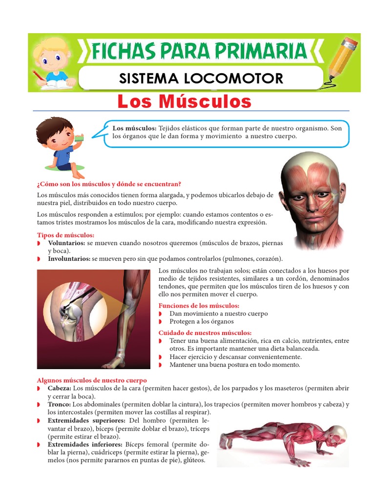 Los Musculos. Ficha | PDF | Músculo | Hombro