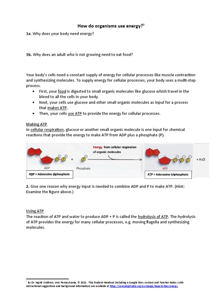 How Organisms Use Energy SHO | PDF | Cellular Respiration | Adenosine ...