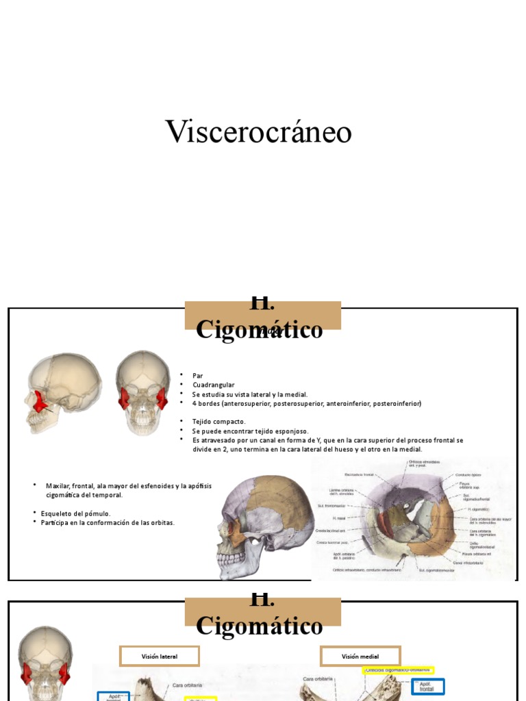 Viscerocráneo | PDF | Anatomía | Anatomía humana