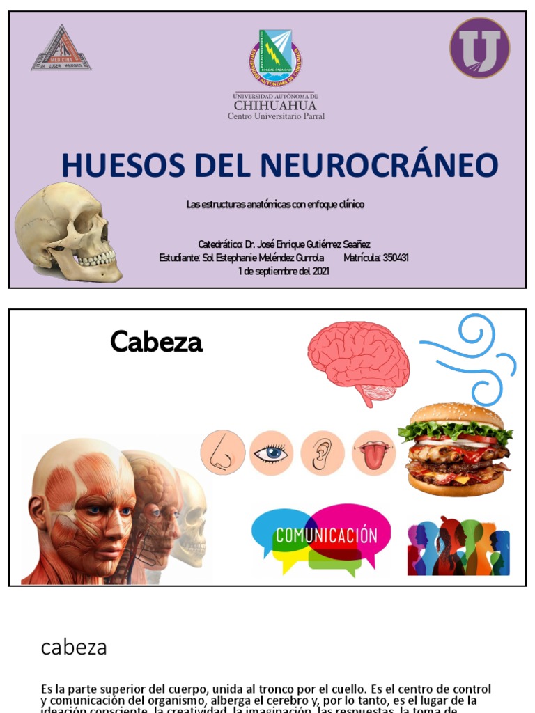 Presentación de La Anatomía Neurocraneo | PDF | Cráneo | Anatomía