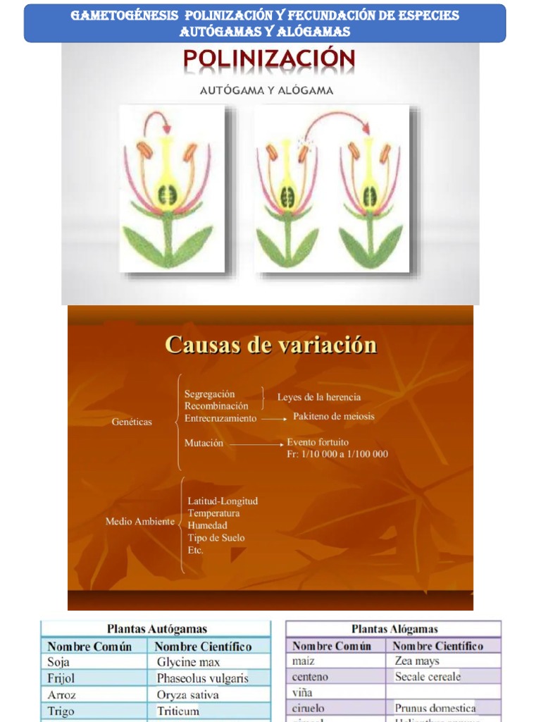 Gametogénesis - Plantas Autógamas y Alógamas | PDF