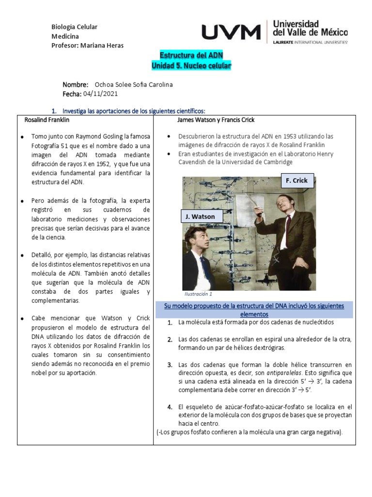 Estructura Del ADN | PDF | Adn | Francis Crick