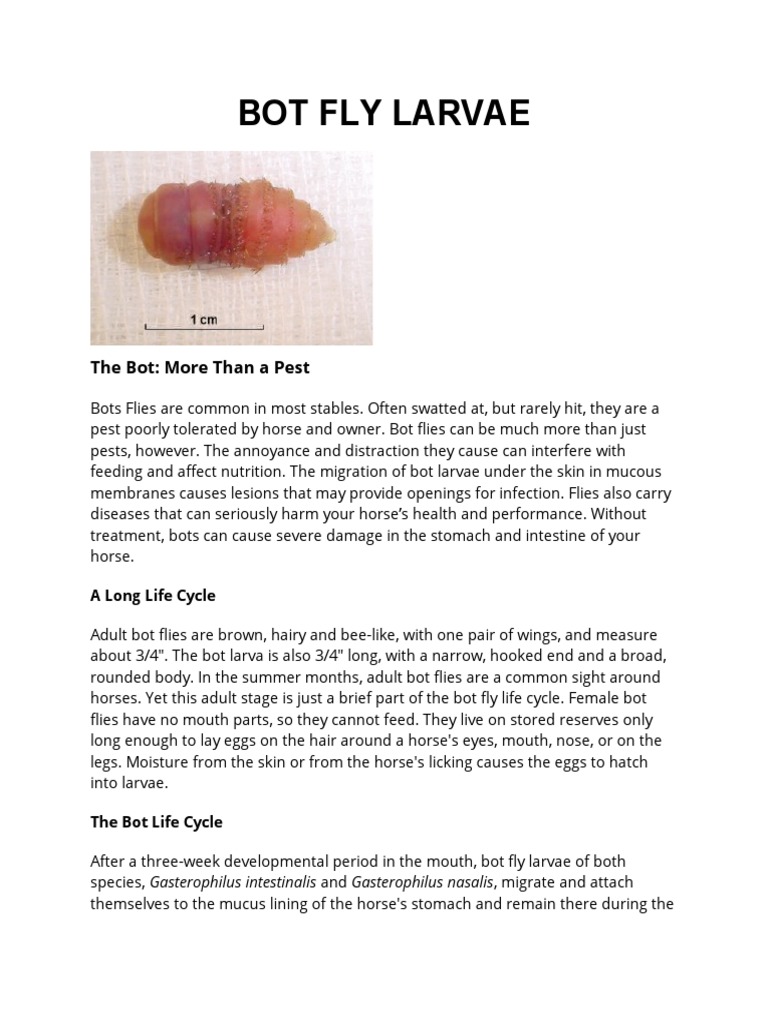 Bot Fly Life Cycle and Treatment Guide | PDF | Fly | Insects