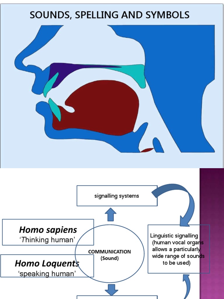 Sounds, Spelling and Symbols | PDF | Phonetics | English Language