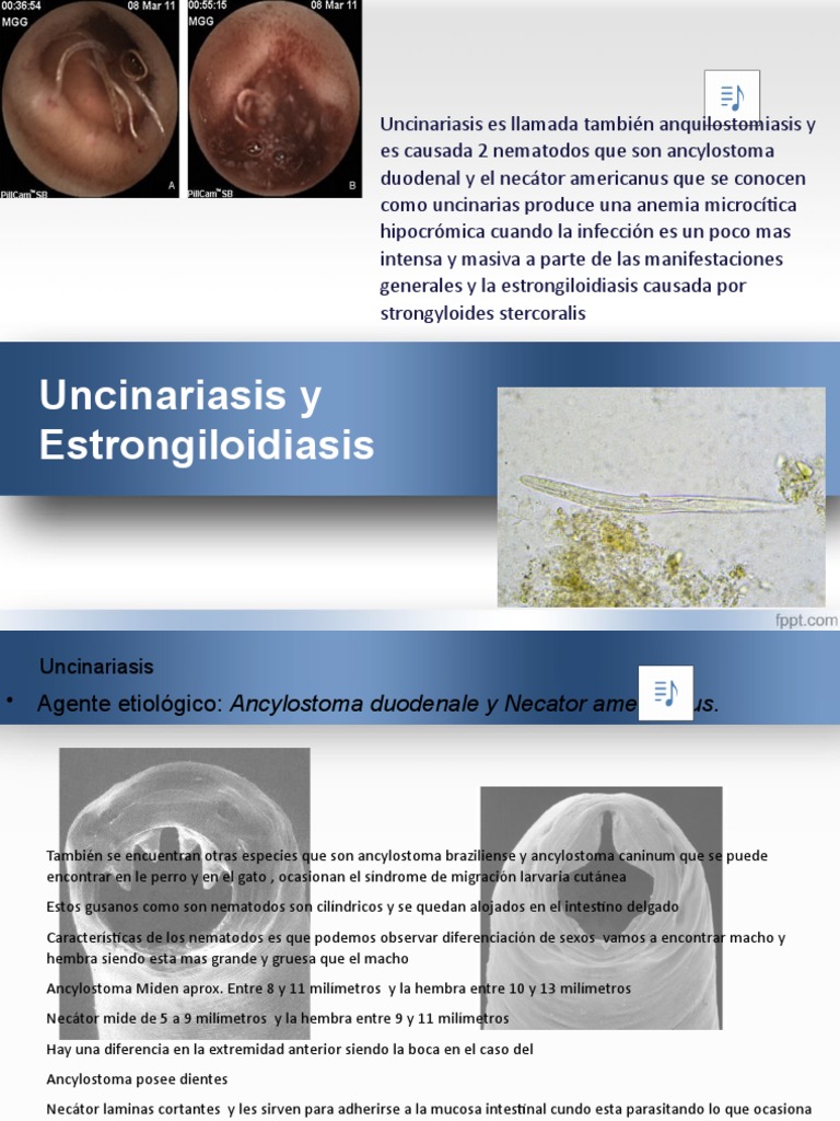 Uncinariasis y Estrongiloidiasis | PDF | Nematodo | Inflamación