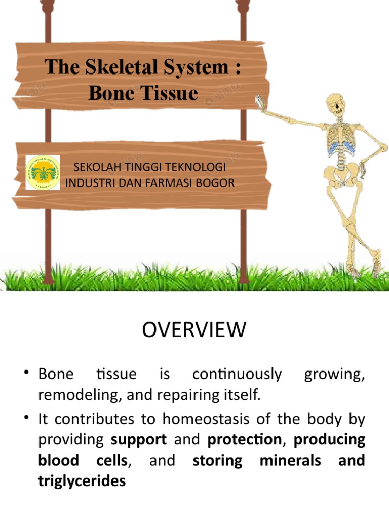 Bone Structure and Function: An Overview of the Skeletal System | PDF ...